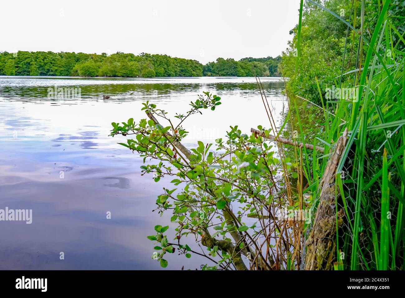 On the bank of Salhouse Broad in the Norfolk Broads Stock Photo - Alamy