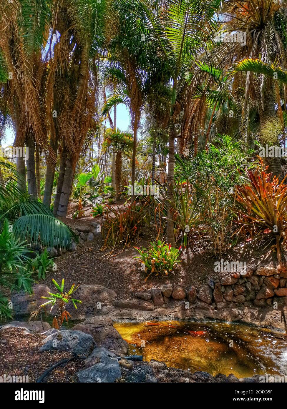 Green palm trees bushes hi-res stock photography and images - Alamy