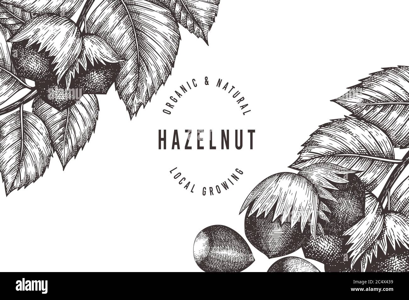 Hand drawn sketch hazelnut design template. Organic food vector ...
