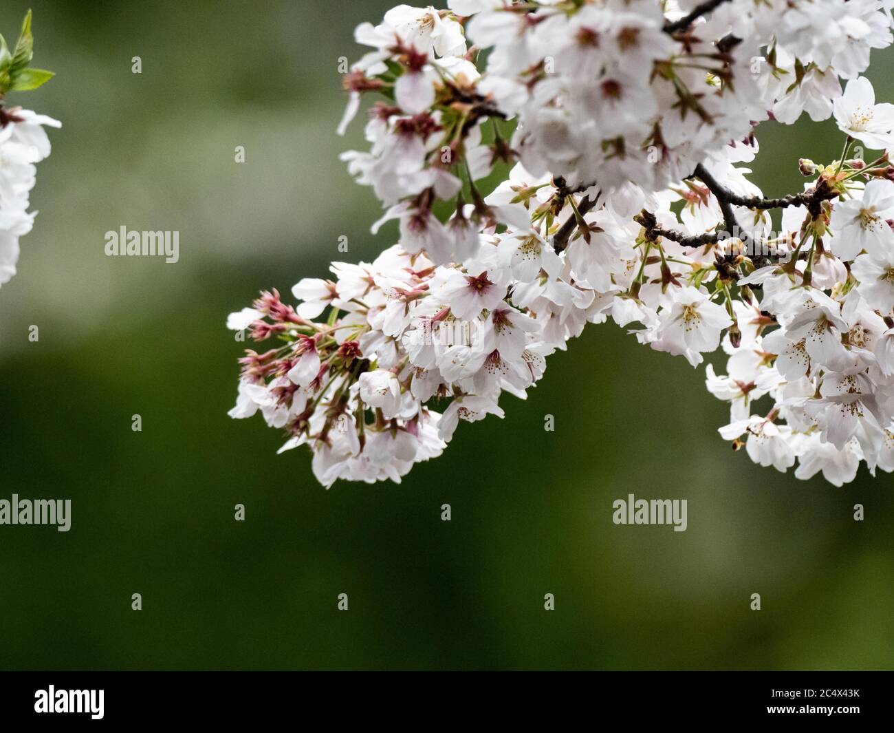 Japanese cherry blossoms, sakura, bloom while covered in snow in a ...
