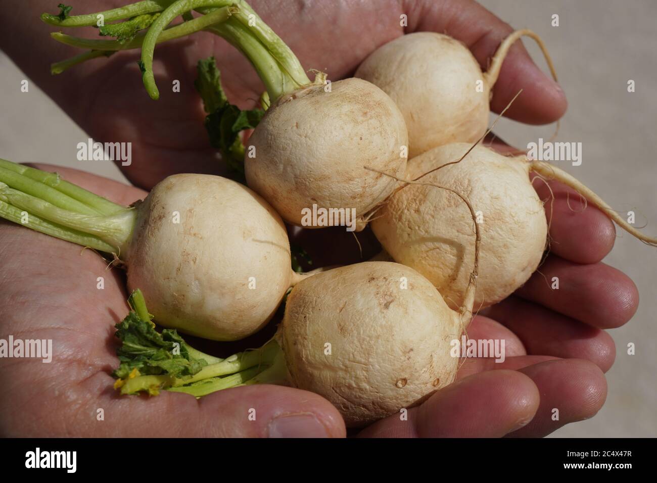 White Turnips High Resolution Stock Photography and Images - Alamy