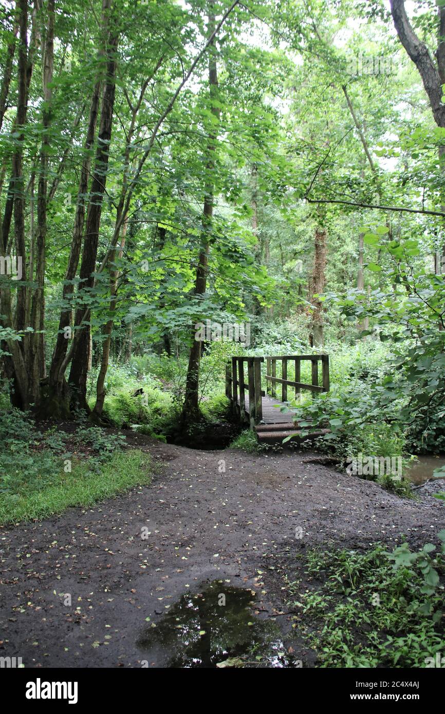 Brookwood forest hi-res stock photography and images - Alamy