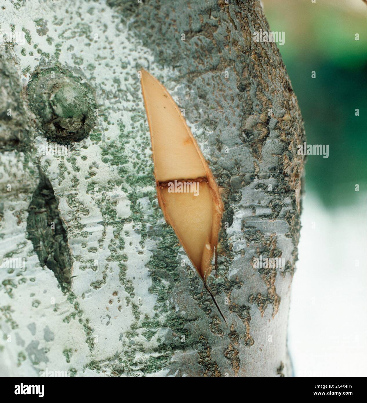 Section of bark removed to show infection of apple union necrosis at ...