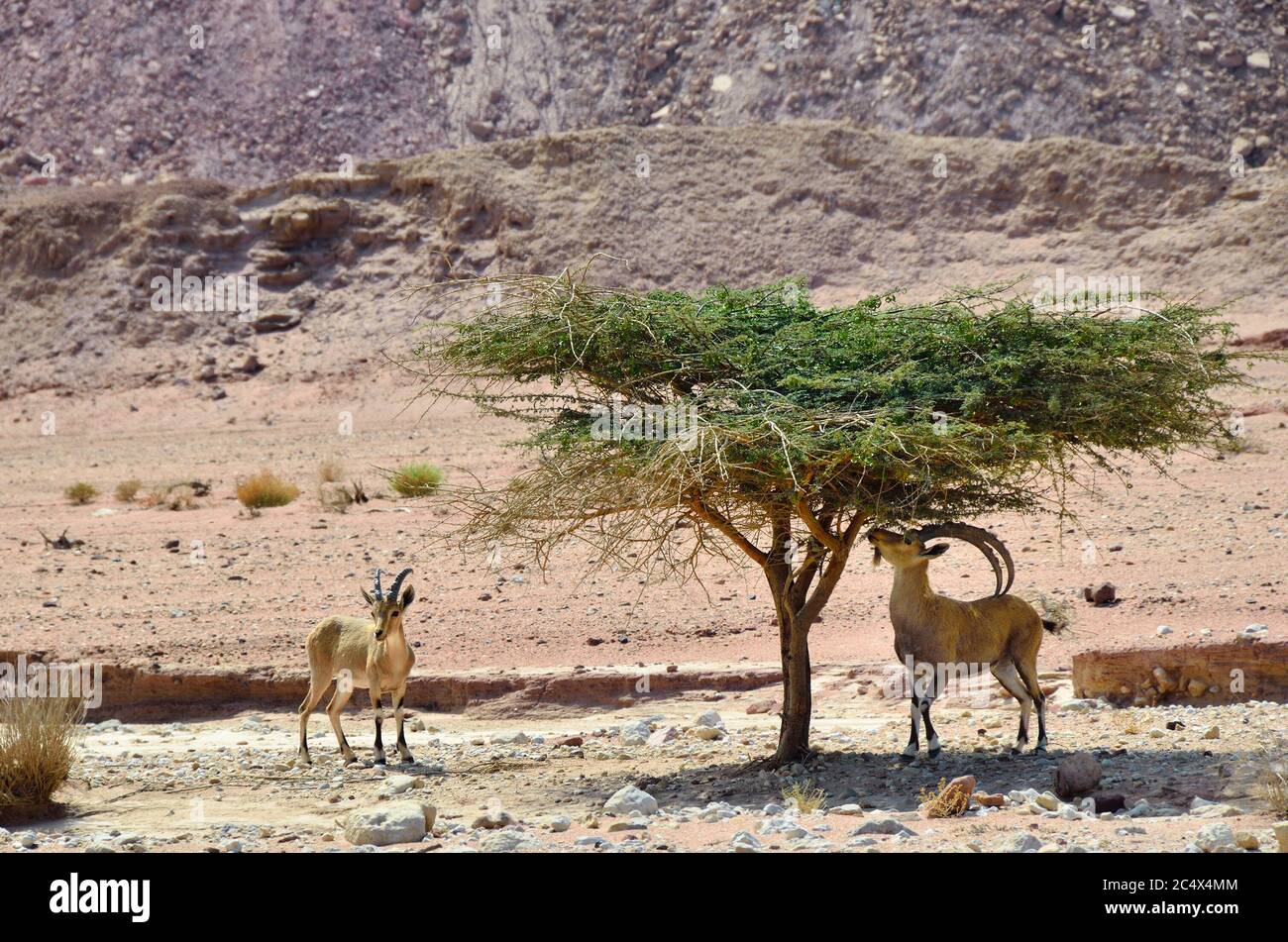 Wild goats in theTimna park, Negev desert, Israel Stock Photo - Alamy