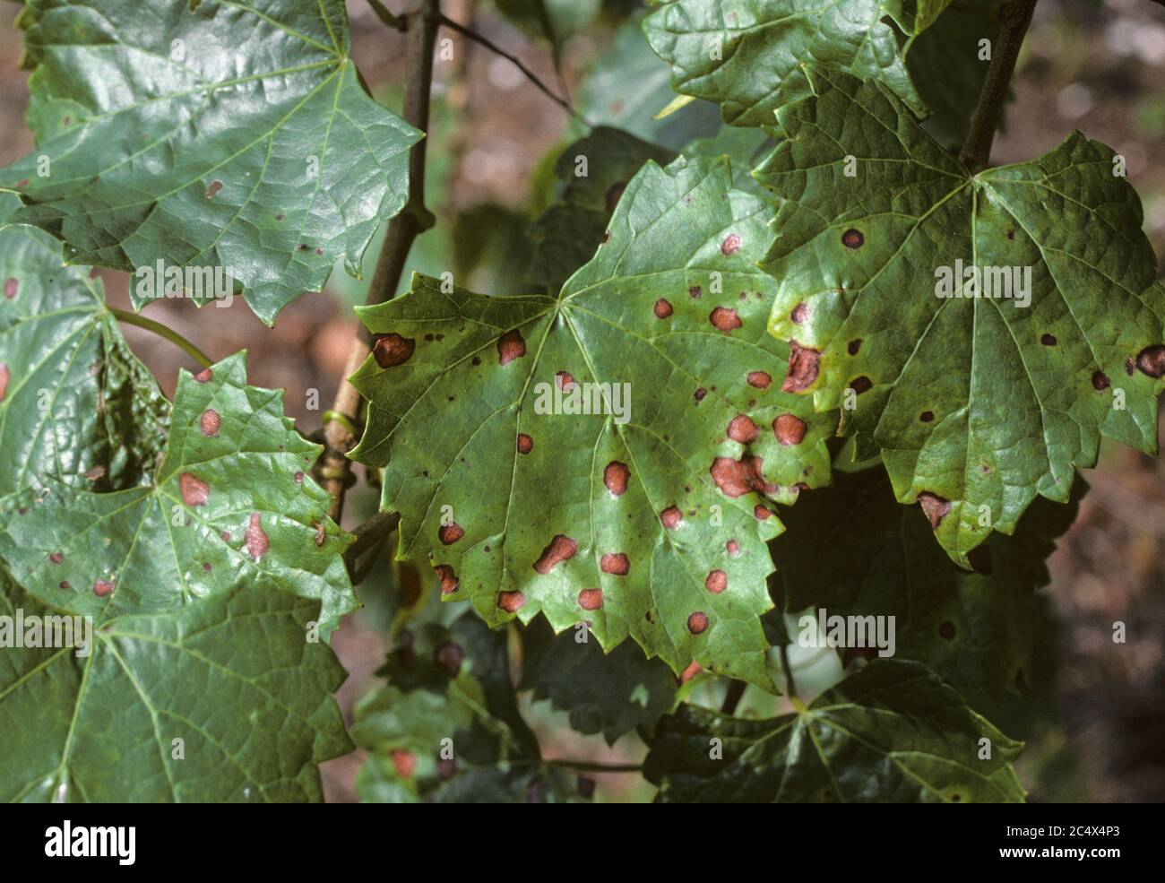 Purple Black Rot On Grapes