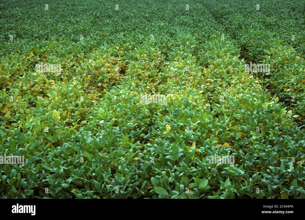 Focus (patch) infection of damage by a root knot nematode (Meloidogyne ...