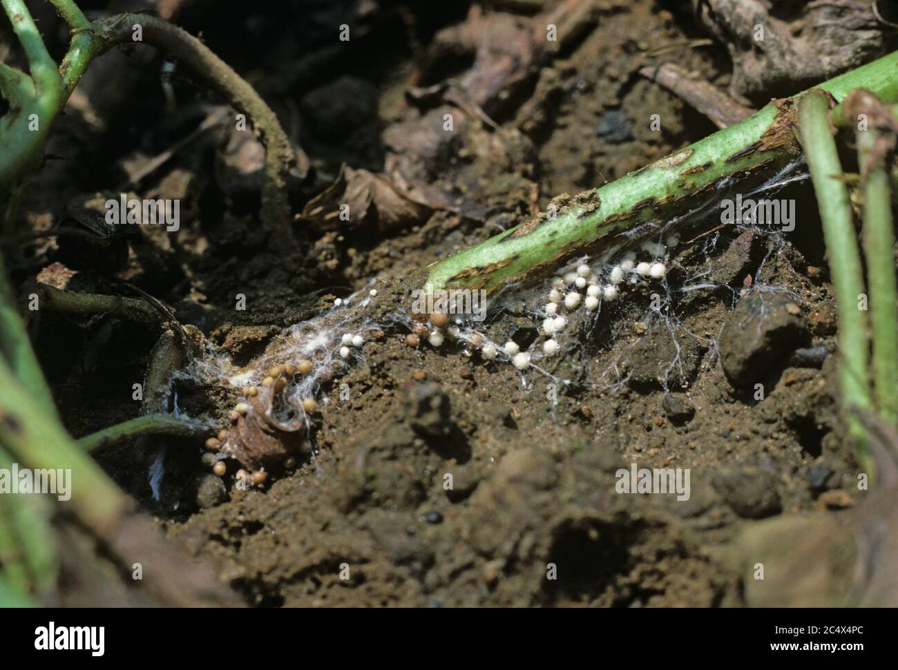 Sclerotium rolfsii hi-res stock photography and images - Alamy