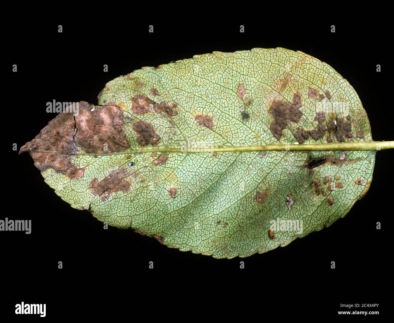 Pear leaf underside with fungal spotting caused by pear scab (Venturia ...