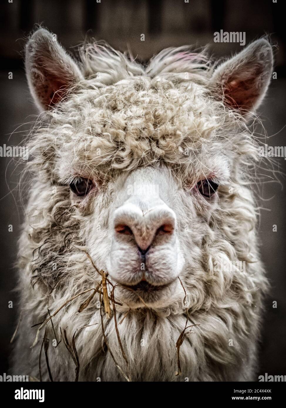 Llama and human hi-res stock photography and images - Alamy