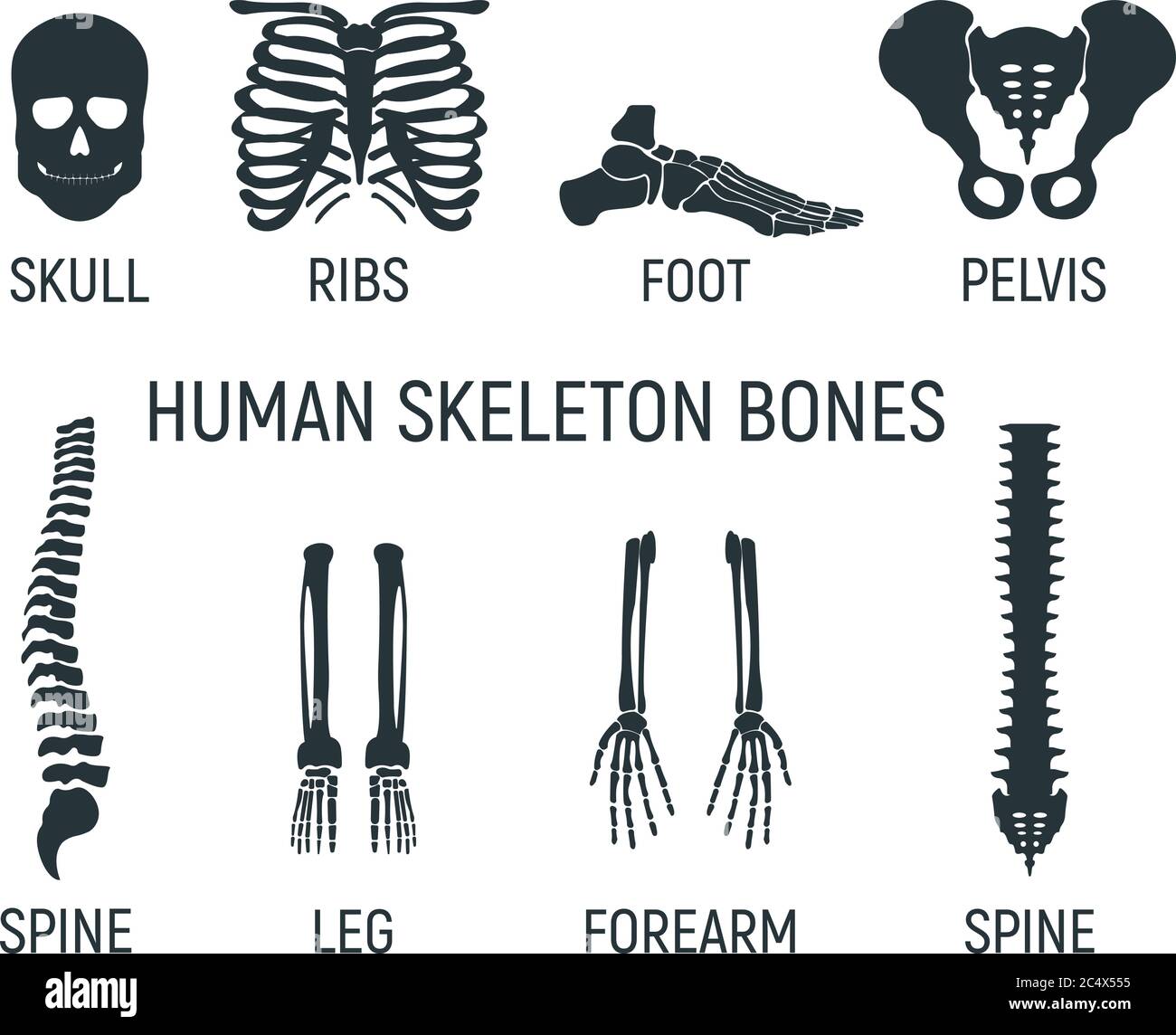 Set of bone, chest x-ray concept icon, roentgen human body image ...