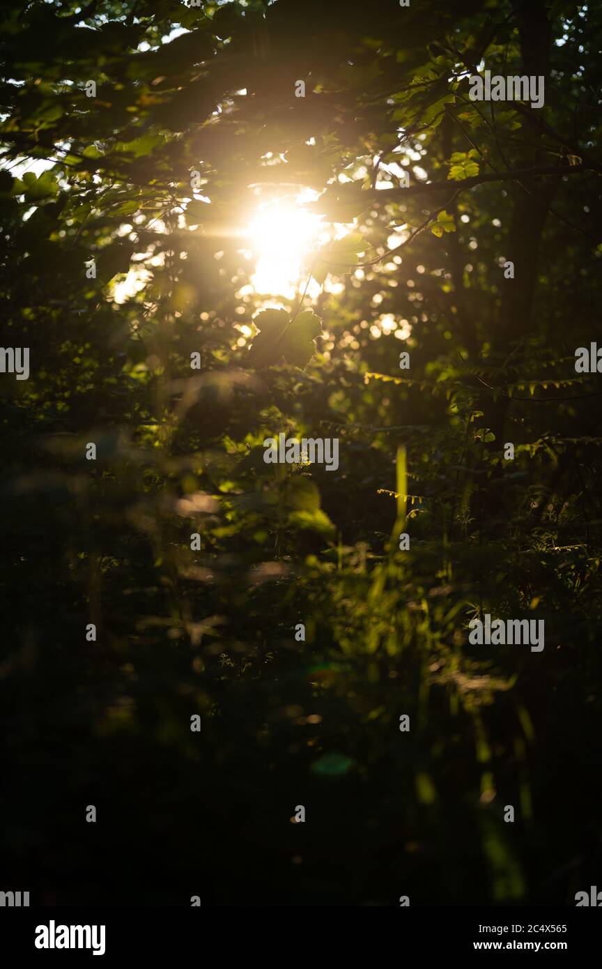 As the sun sets behind the trees light rays break through Stock Photo ...