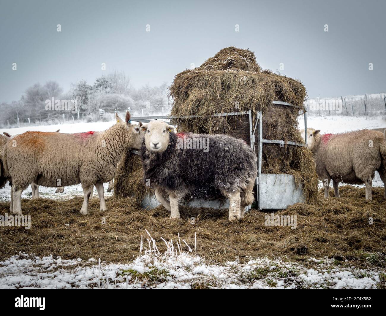 Winter farming scene hi-res stock photography and images - Alamy