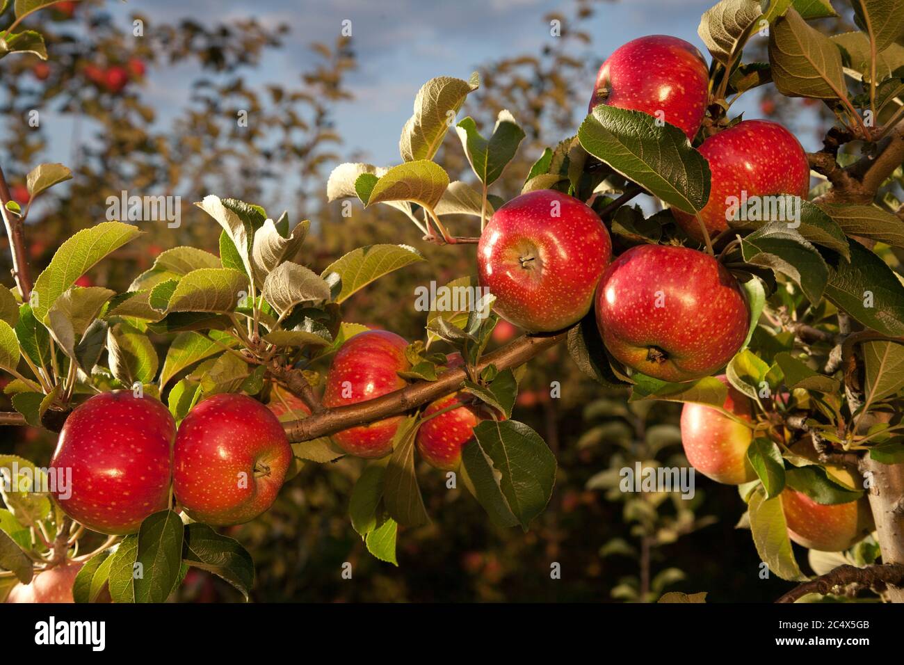 Poland is third largest apple producer in the world. Here: Harvesting ...