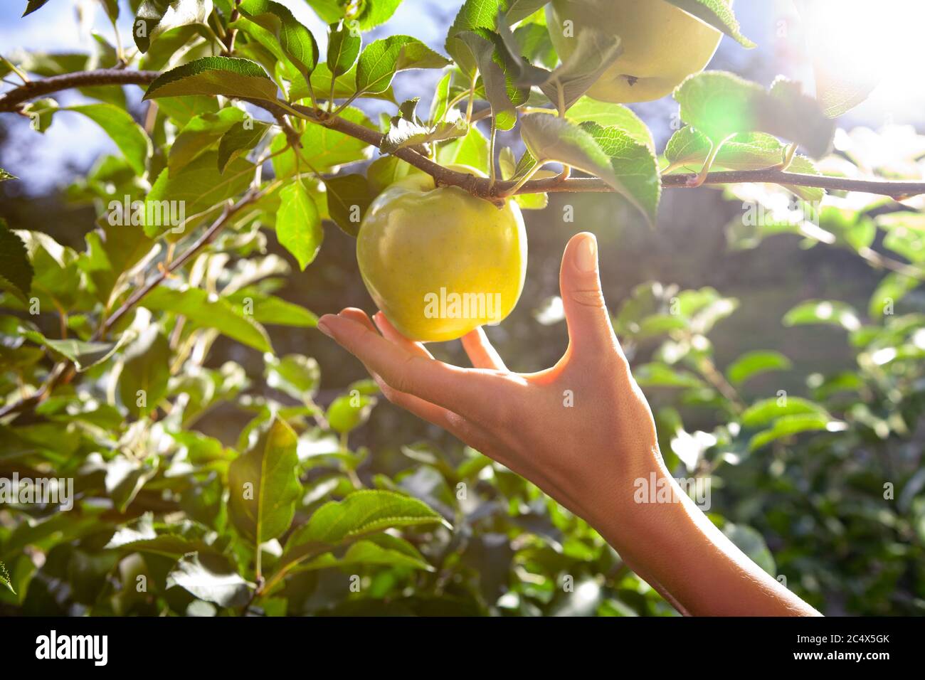 Poland is third largest apple producer in the world. Here: Harvesting ...