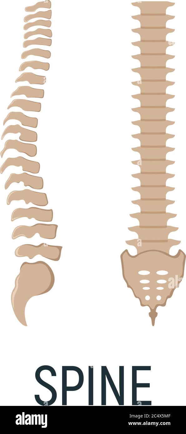 Spine backbone bone, x-ray concept icon, roentgen human body image ...