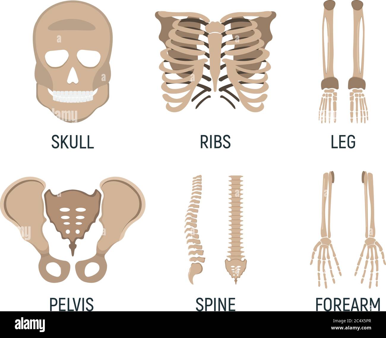 Set of bone, chest x-ray concept icon, roentgen human body image ...