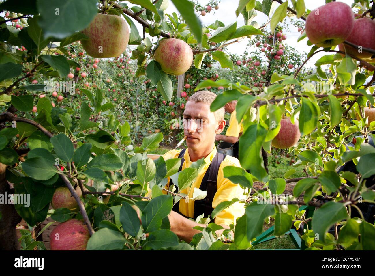 Poland is third largest apple producer in the world. Here: Harvesting ...
