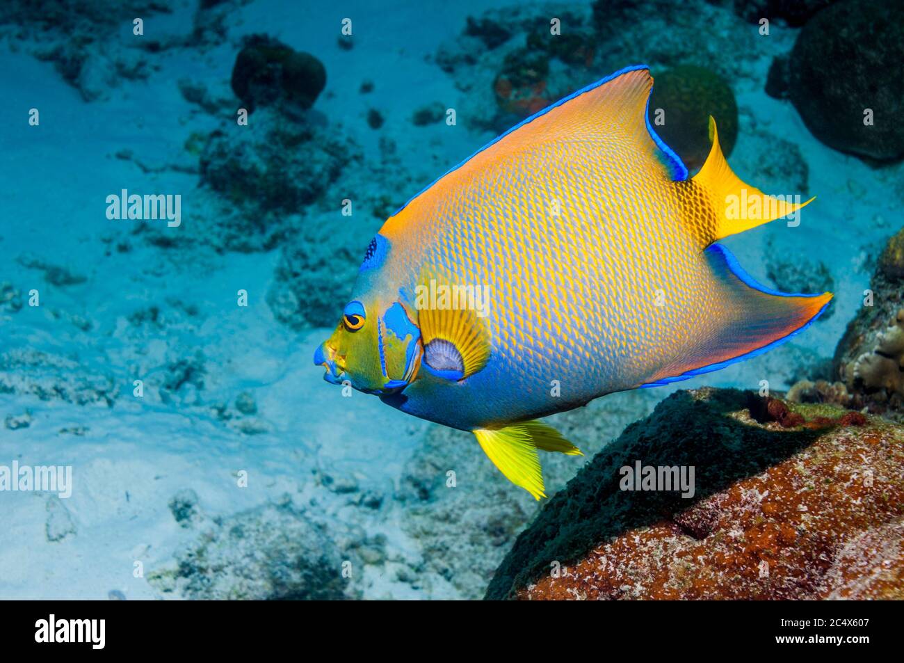 Queen angelfish (Holocanthus ciliaris). Bonaire, Netherlands Antilles ...