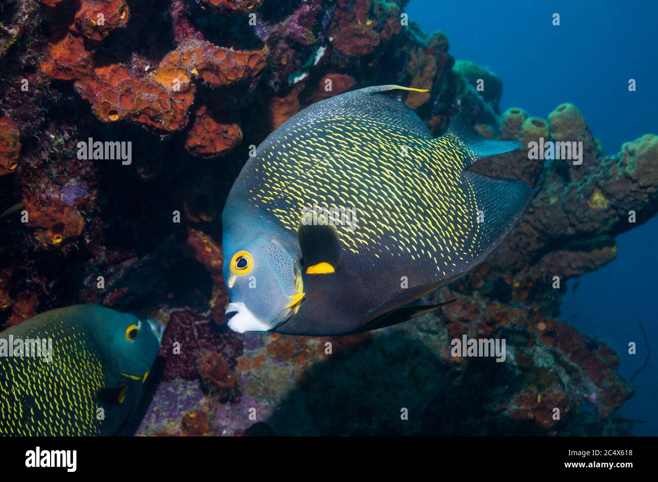 French angelfish (Pomacanthus paru). Bonaire, Netherlands Antilles ...