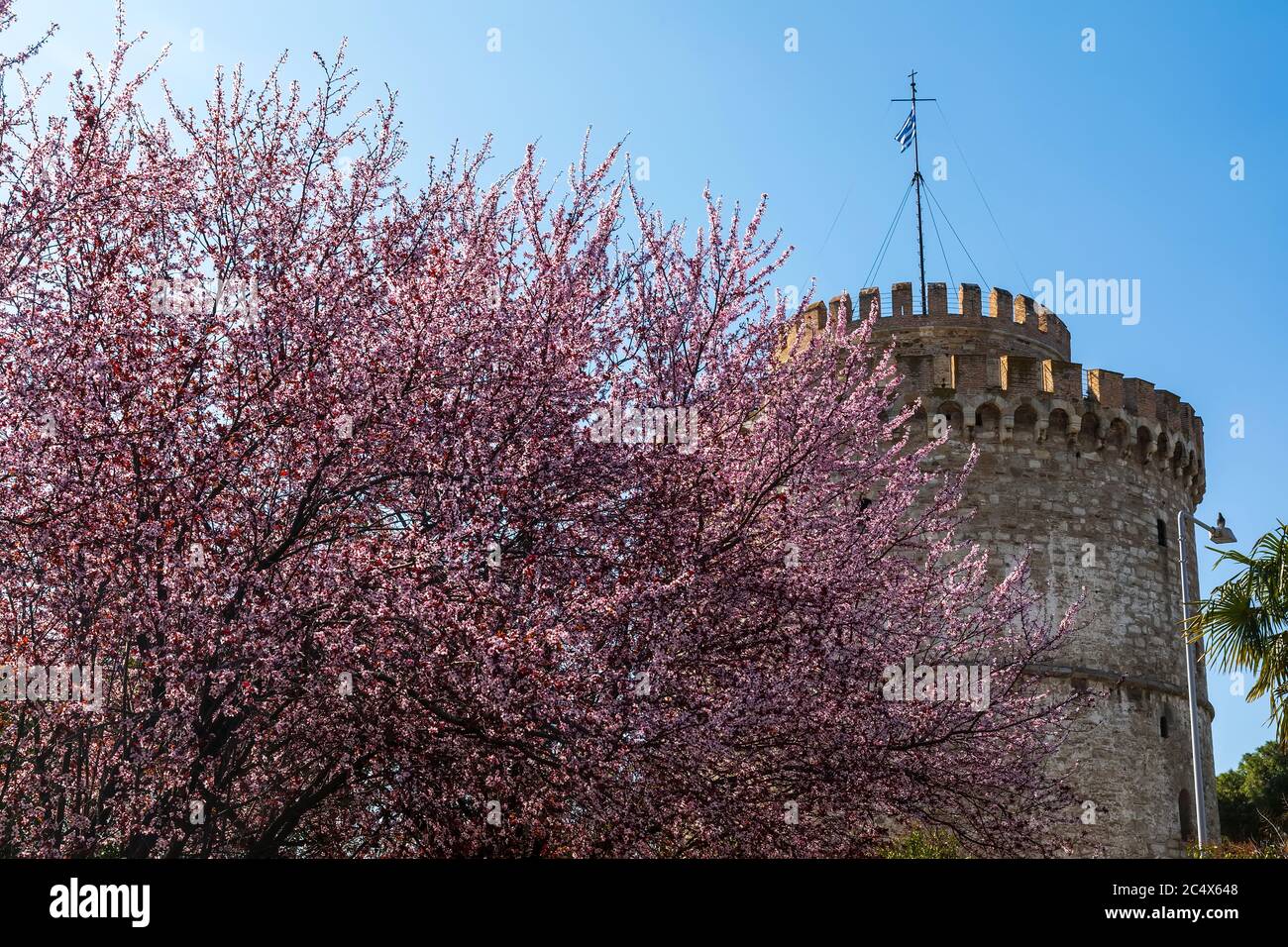 White Tower of Thessaloniki in Greece, cherry blossom Stock Photo - Alamy