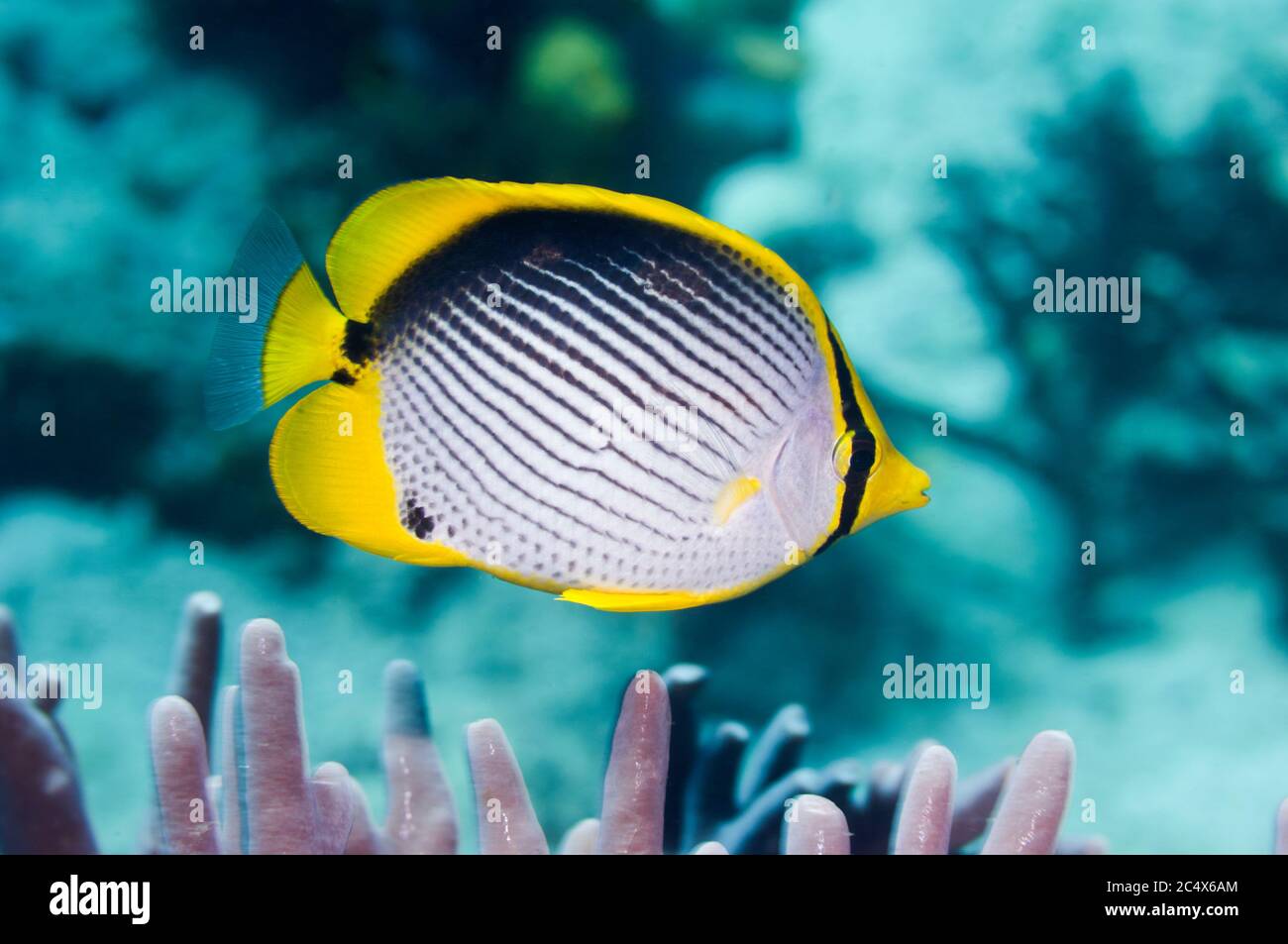 A pair of Blackback or Black-backed butterflyfish (Chaetodon melannotus ...