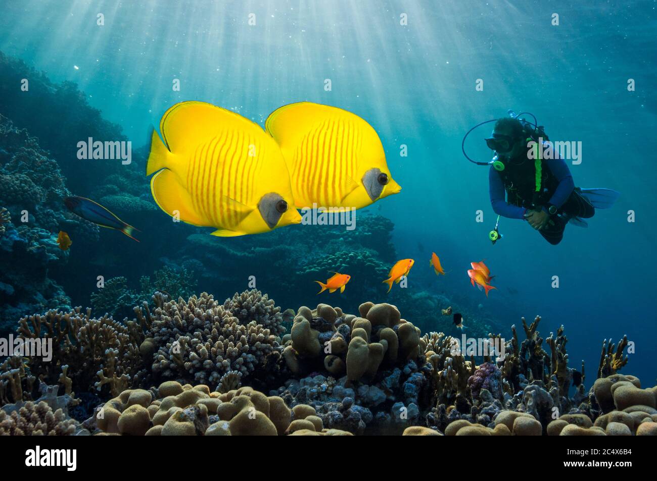 Pair of Golden butterflyfish (Chaetodon semilarvatus) with a male scuba ...