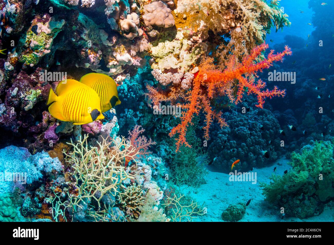 Golden butterflyfish [Chaetodon semilarvatus] at rest on coral reef ...