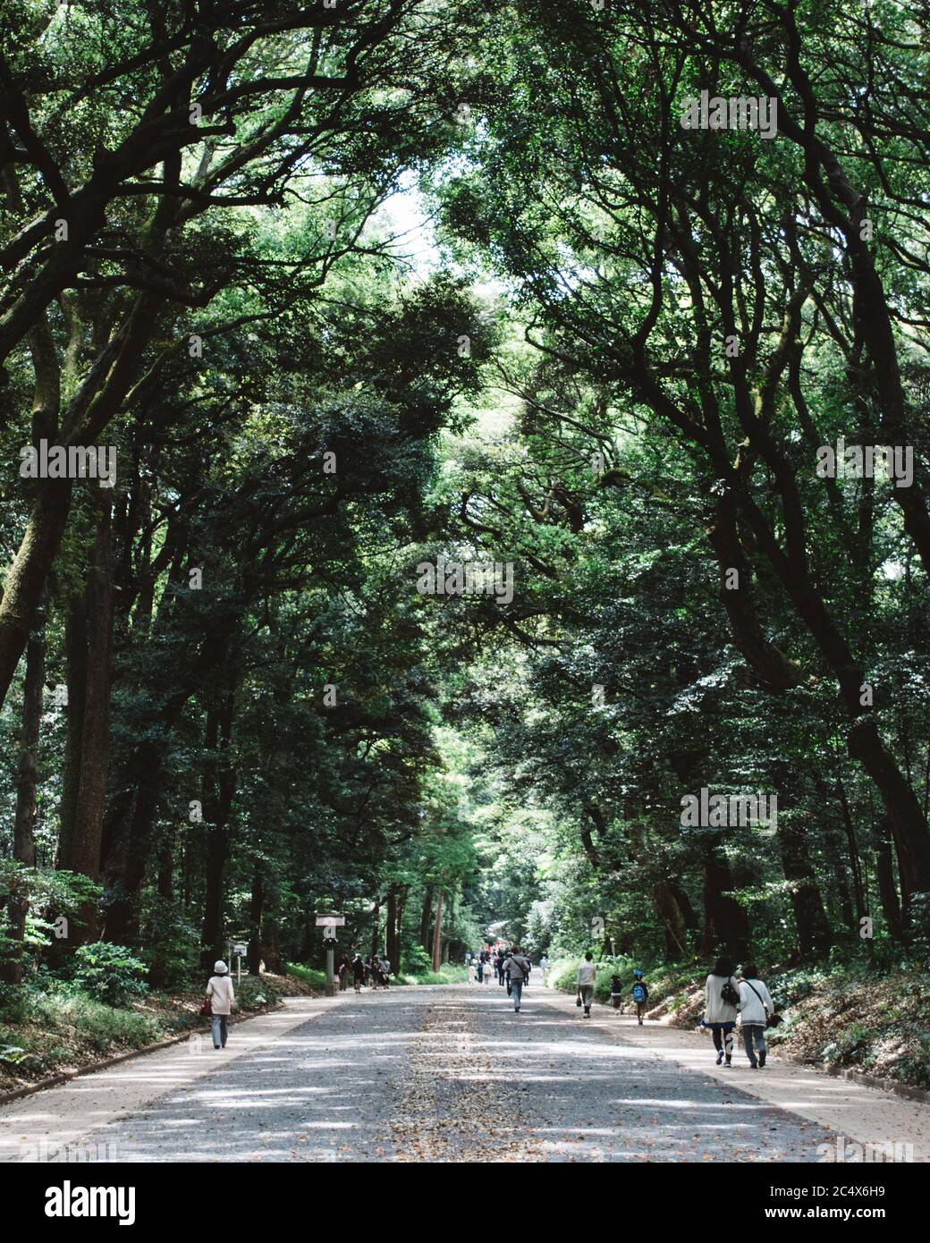 Meiji Shrine, Tokyo, Japan - People walking in a leafy green forest ...