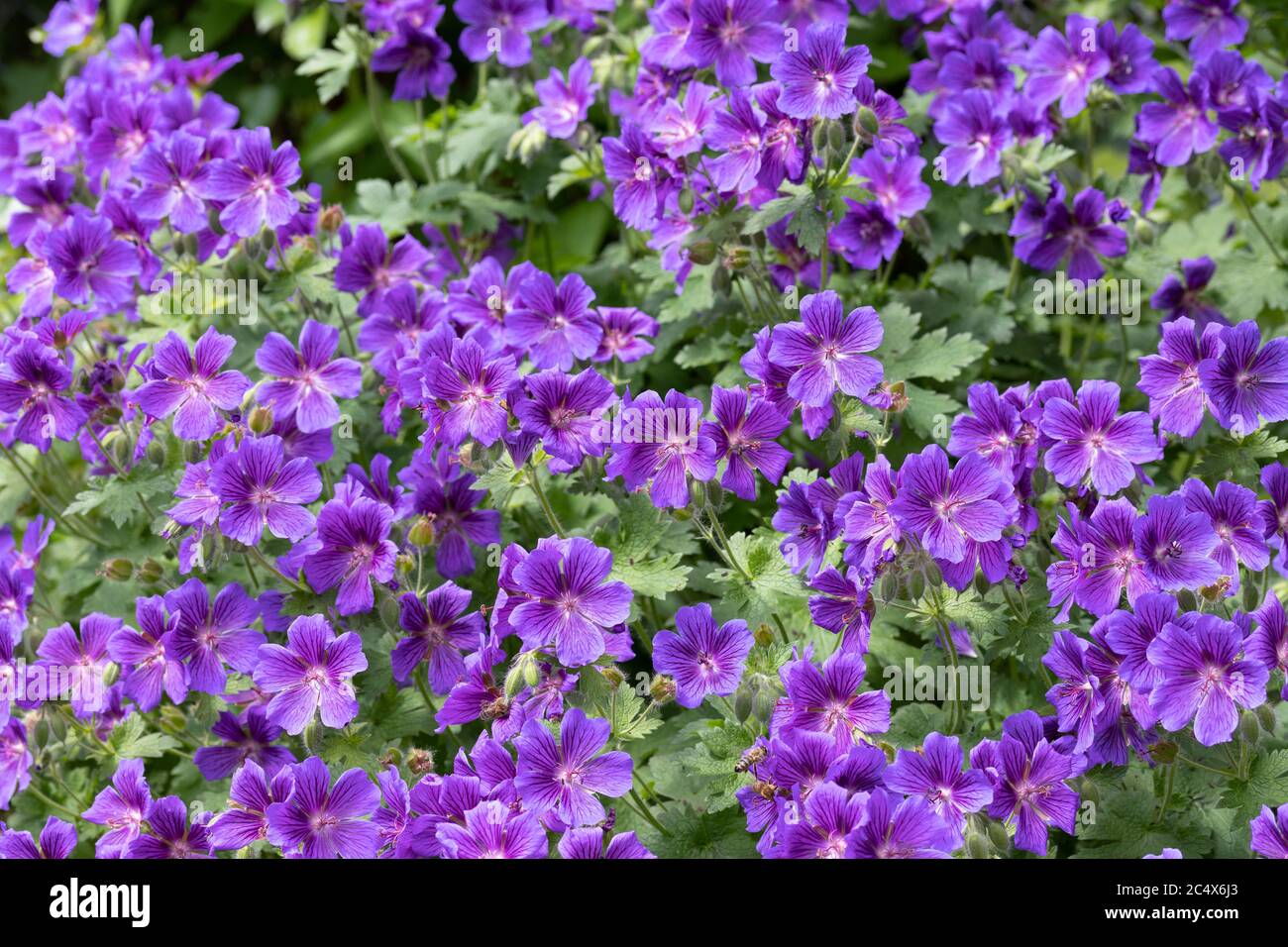 cranesbill in purple geranium Stock Photo - Alamy