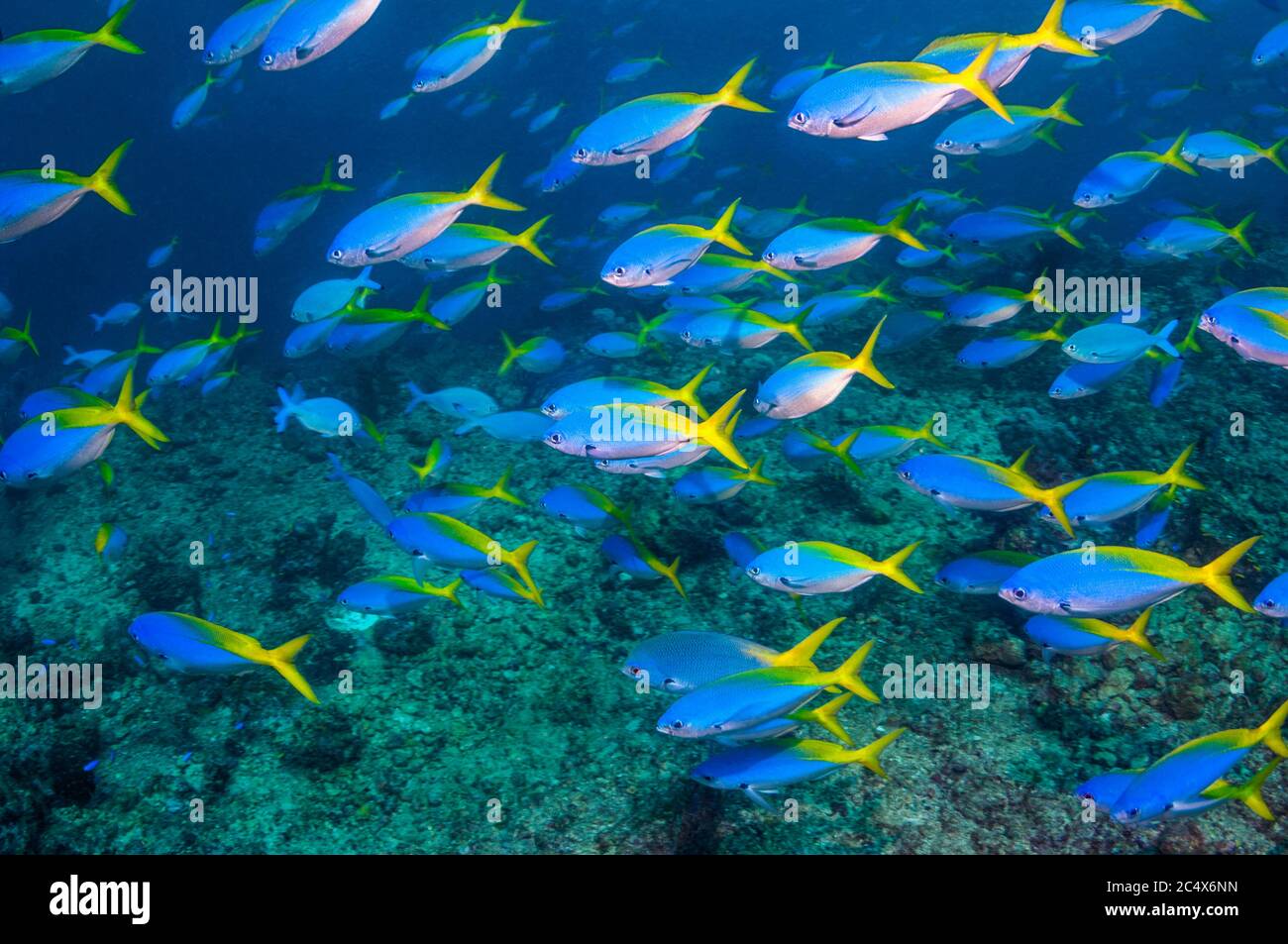 Yellow tail fusilier fish hi-res stock photography and images - Alamy