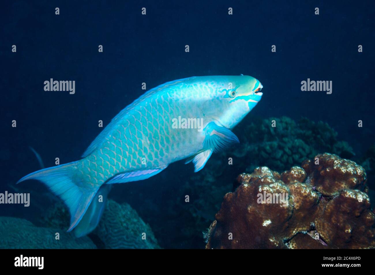 Queen parrotfish (Scarus vetula), terminal phase. Male. Bonaire ...
