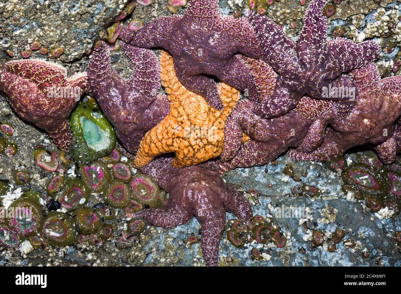 Ochre sea stars (Pisaster ochraeceus) and anemones exposed on rock wall ...