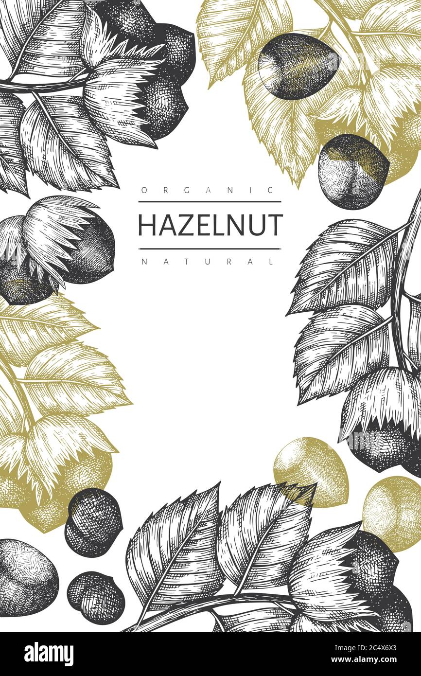 Hand drawn sketch hazelnut design template. Organic food vector ...