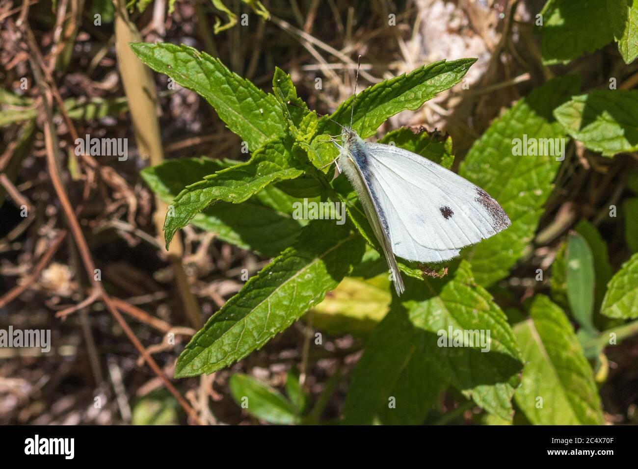 Pieris rapae, Small White Butterfly Stock Photo - Alamy