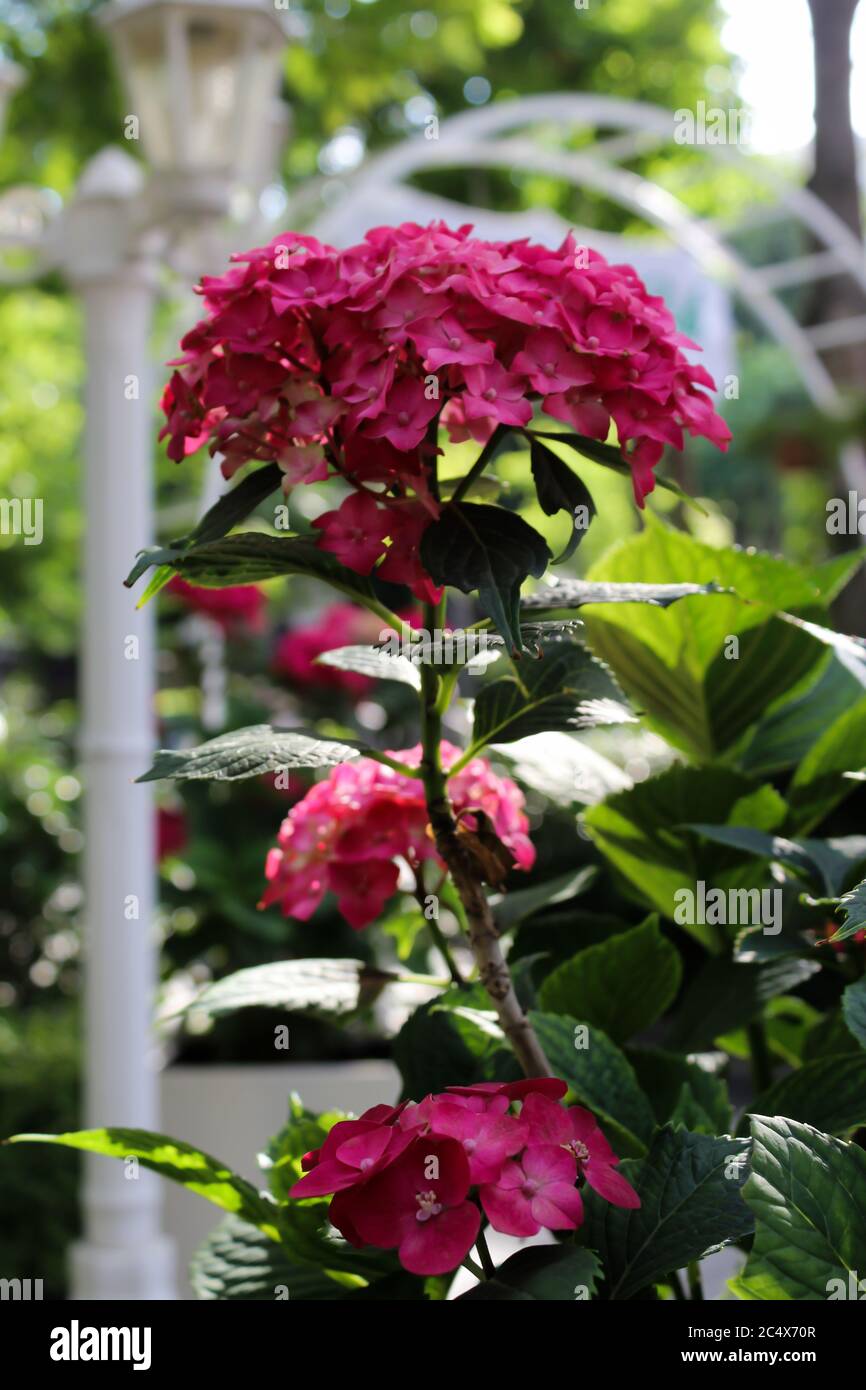 Pink flowers grow in the garden around the greenery Stock Photo - Alamy