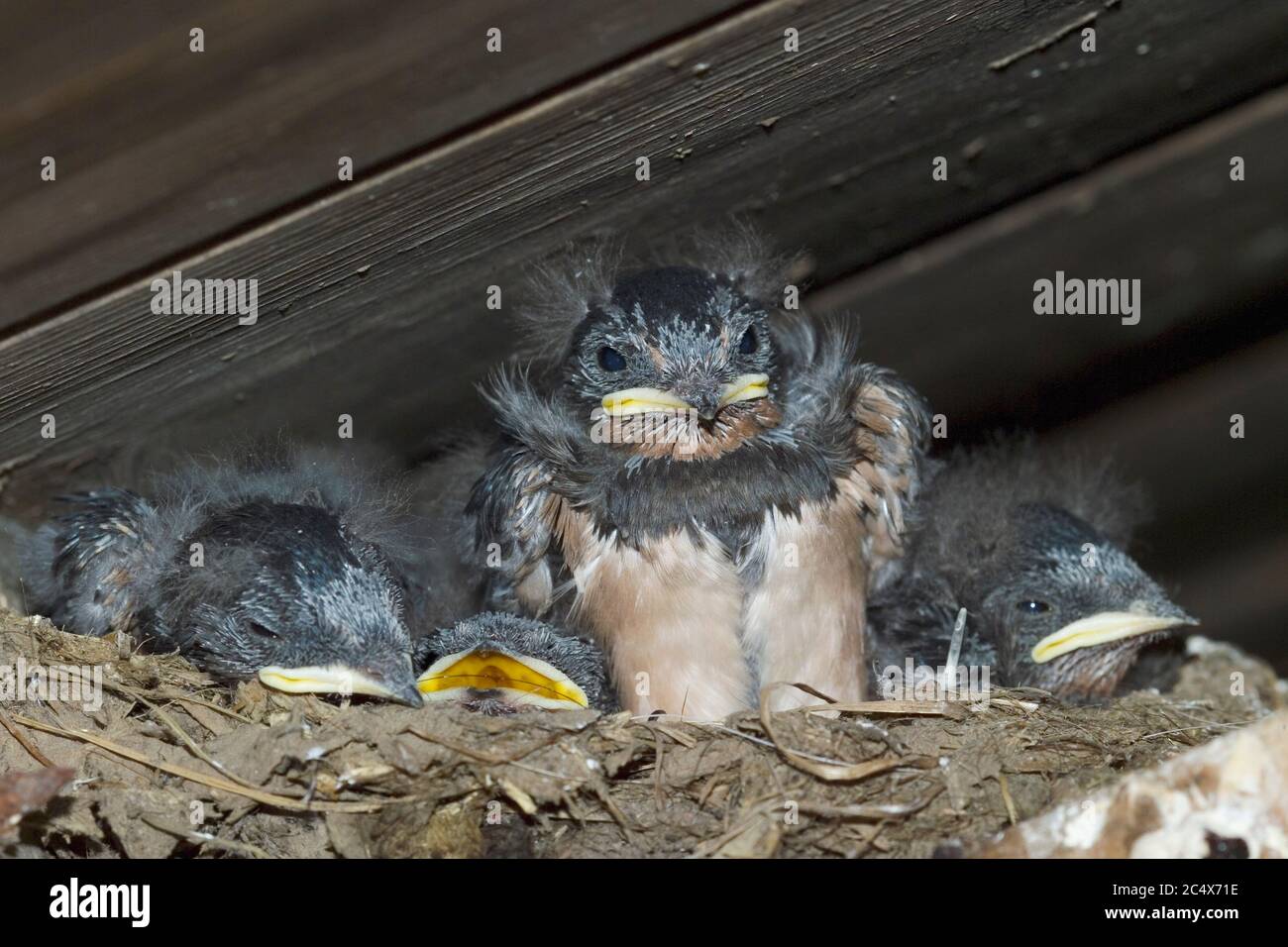 Baby barn swallow uk hi-res stock photography and images - Alamy