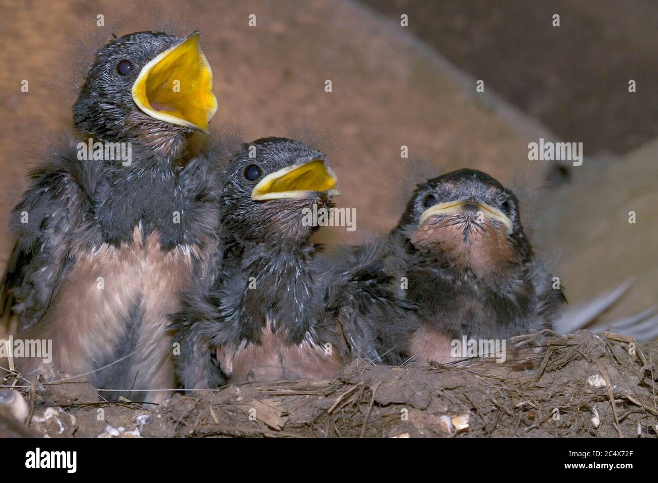 Swallow (Hirundo rustica) chicks in nest under roof in barn. June, UK ...