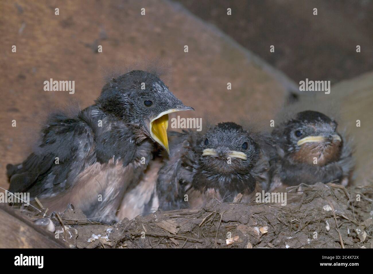 Baby barn swallow uk hi-res stock photography and images - Alamy