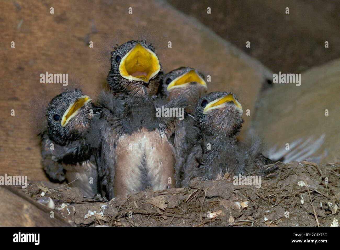 Baby barn swallow uk hi-res stock photography and images - Alamy
