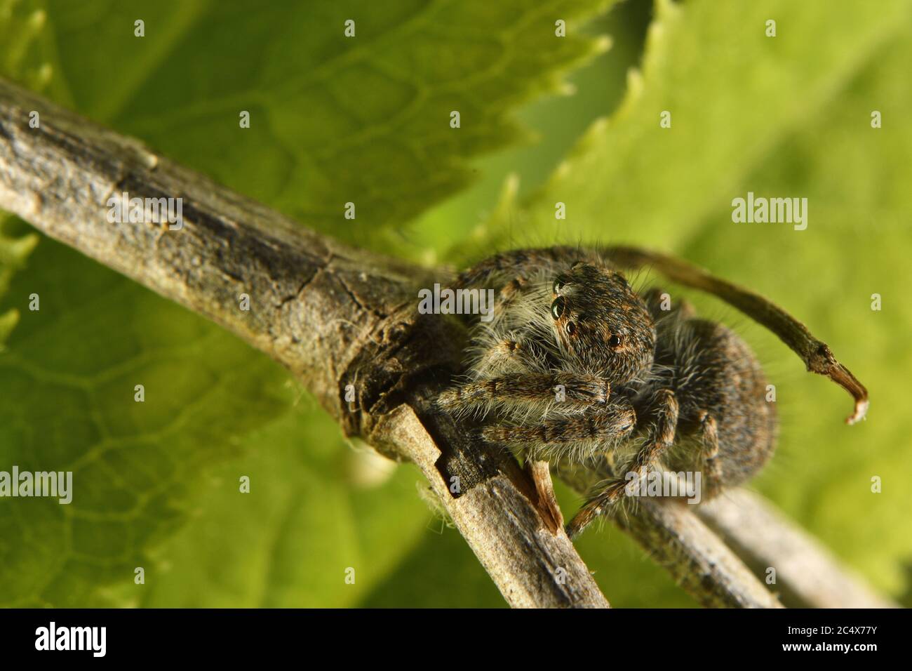Italy spiders roberto nistri horizontal hi-res stock photography and ...