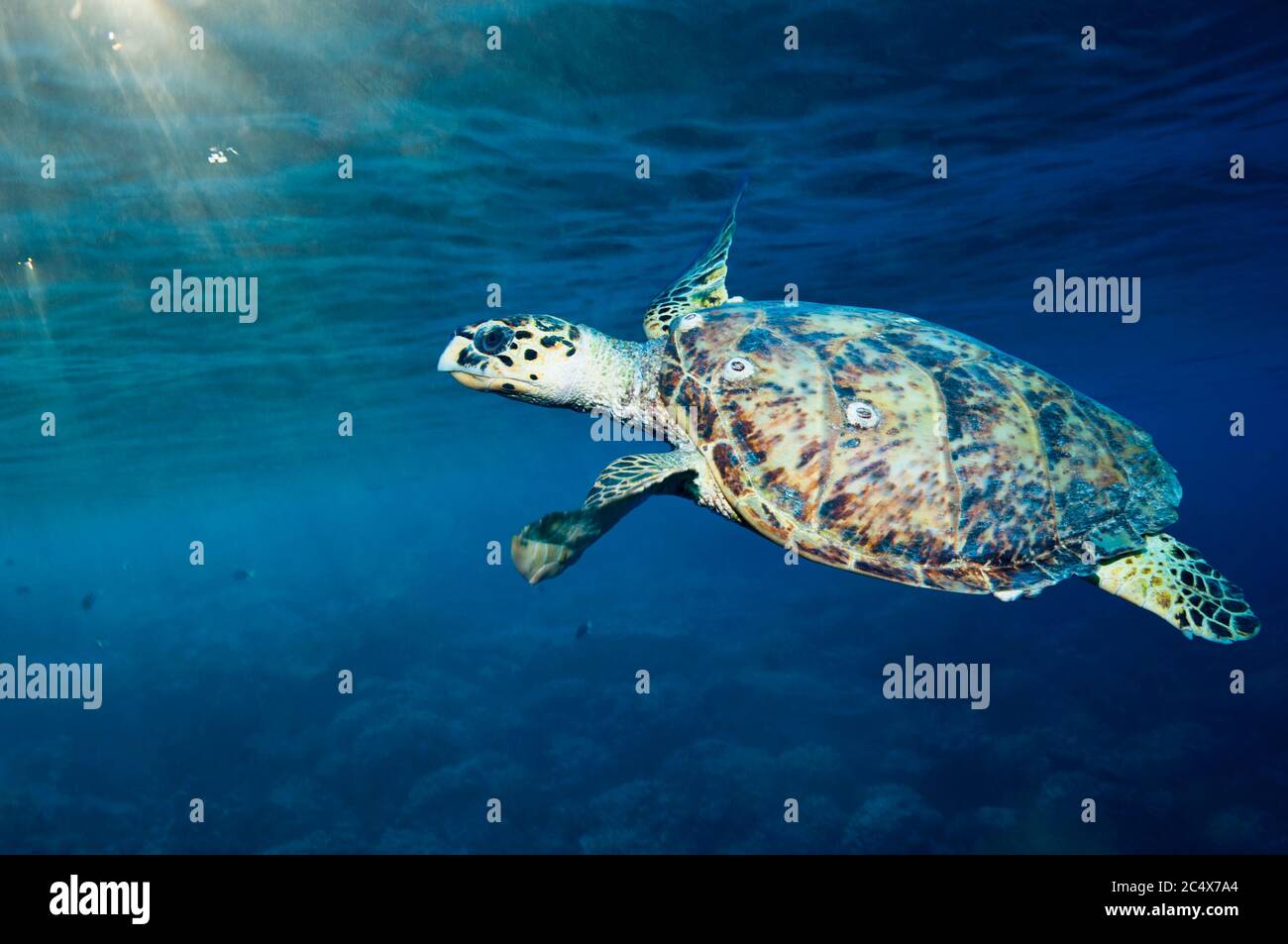 Critically endangered hawksbill sea hi-res stock photography and images ...