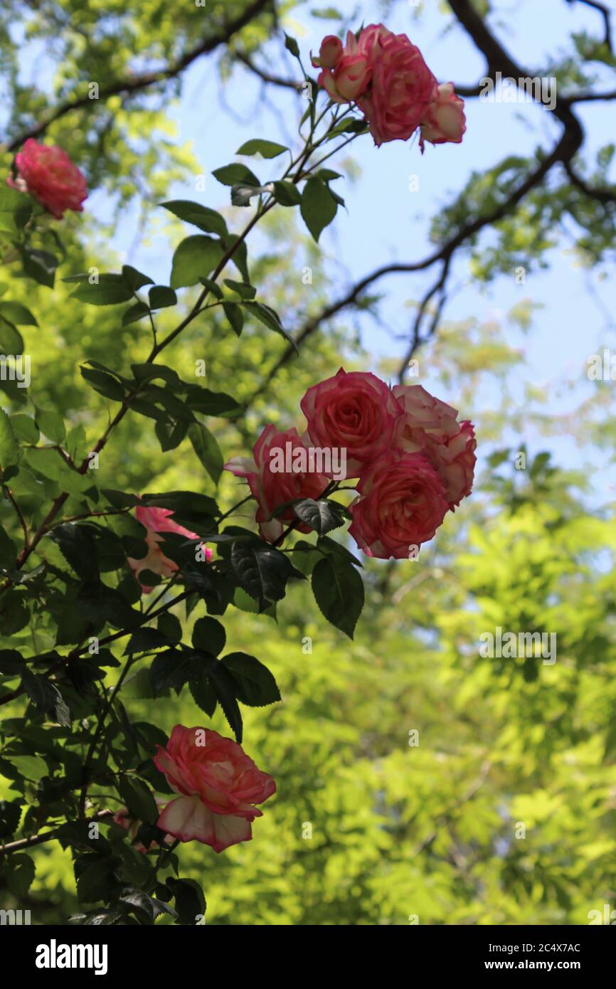 Pink flowers grow in the garden around the greenery Stock Photo - Alamy