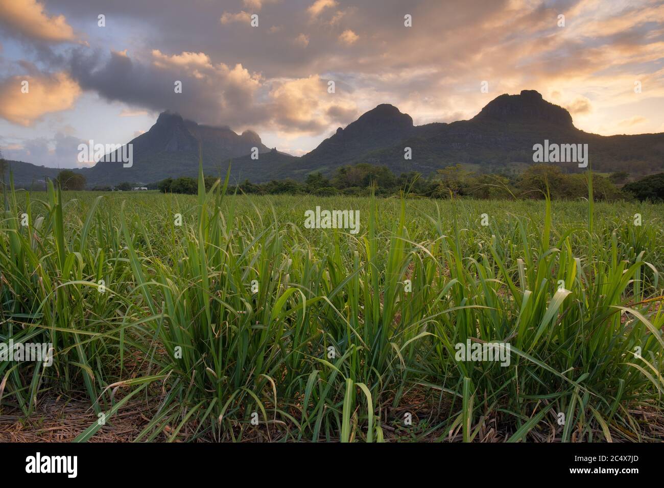 Mauritius, Pamplemousses disctrict, Creve Coeur, sugar cane fields ...