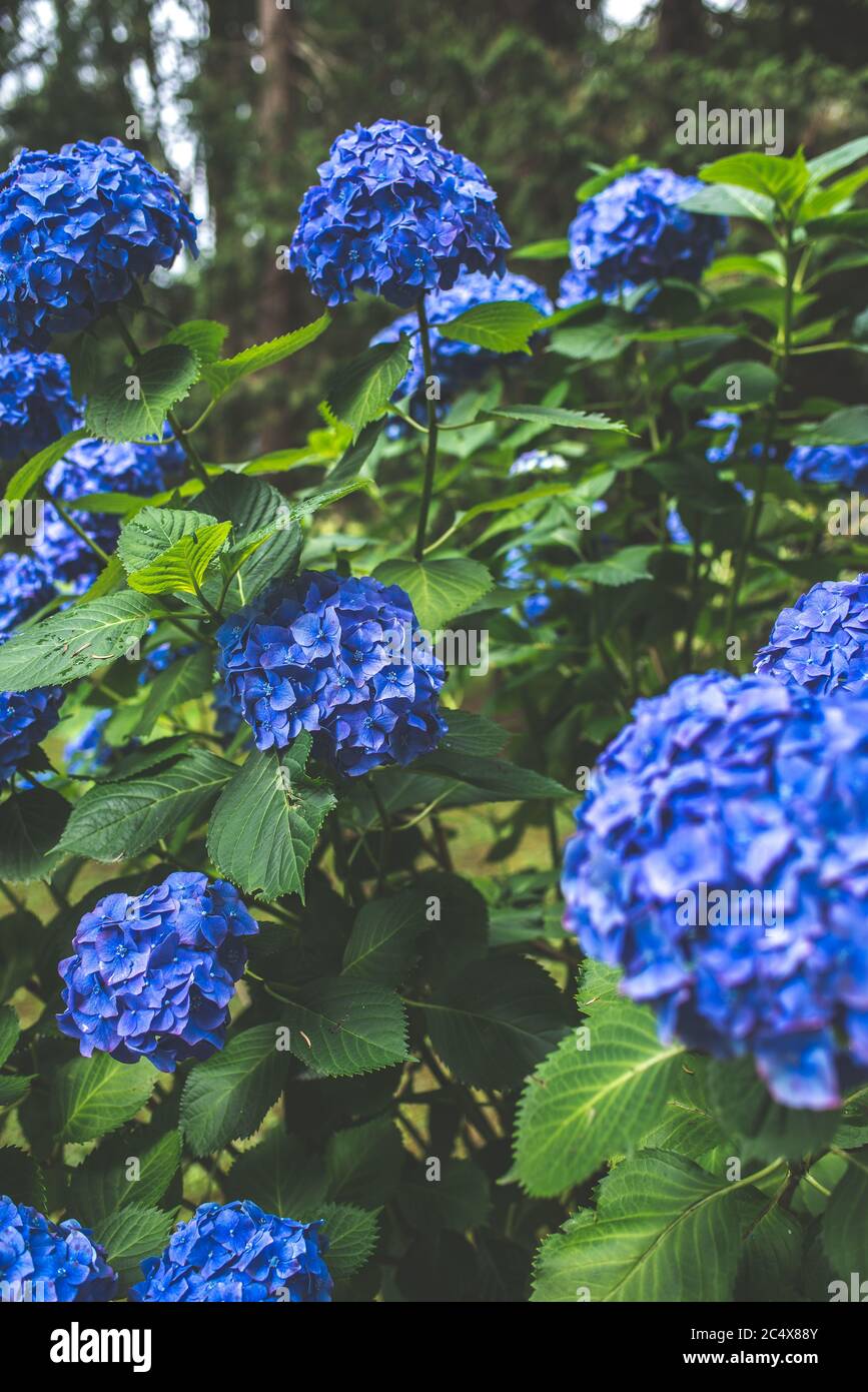 Blue hydrangea (hortense) blooming in Spring, typical flower of Galicia ...