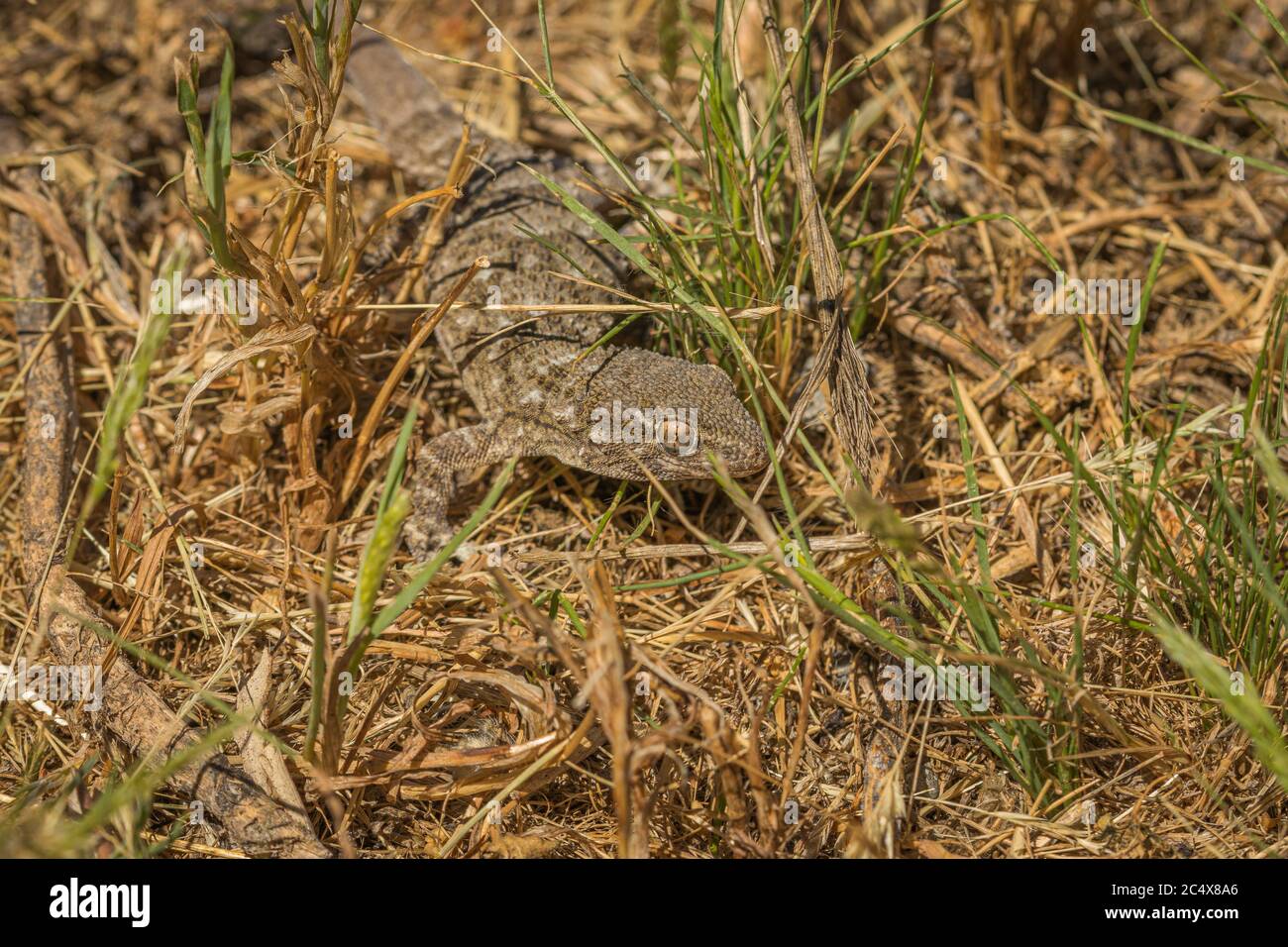 Moorish wall gecko crocodile hi-res stock photography and images - Alamy