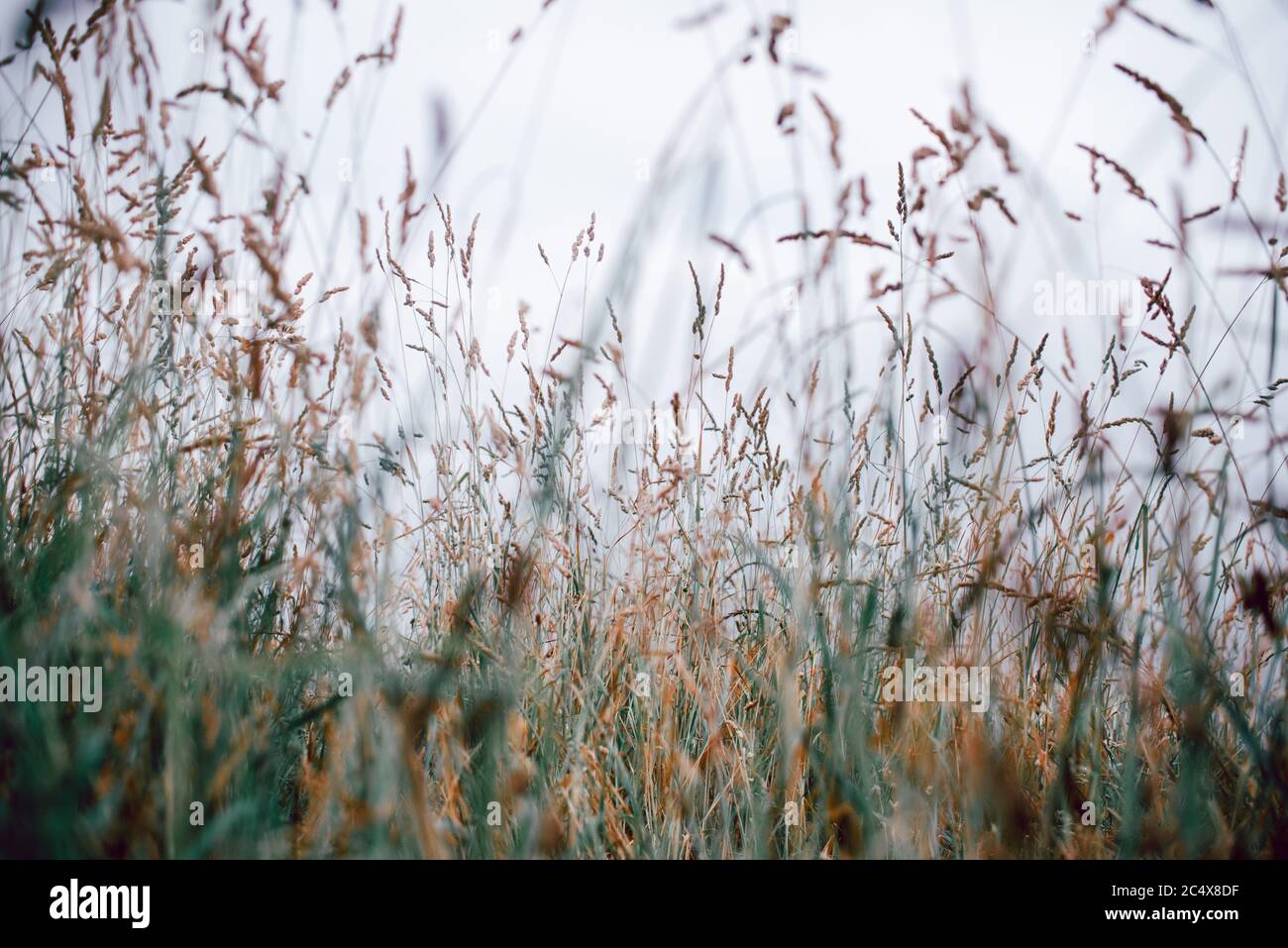 Rough Grass, Garden High Resolution Stock Photography and Images - Alamy