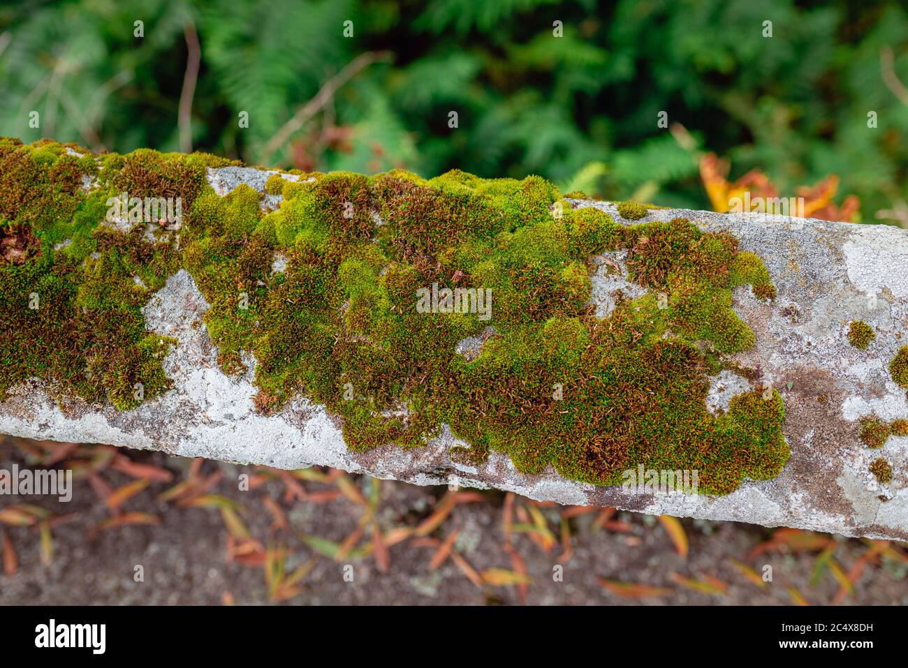 Patches of moss on an abandoned wall in Galicia, Spain Stock Photo - Alamy