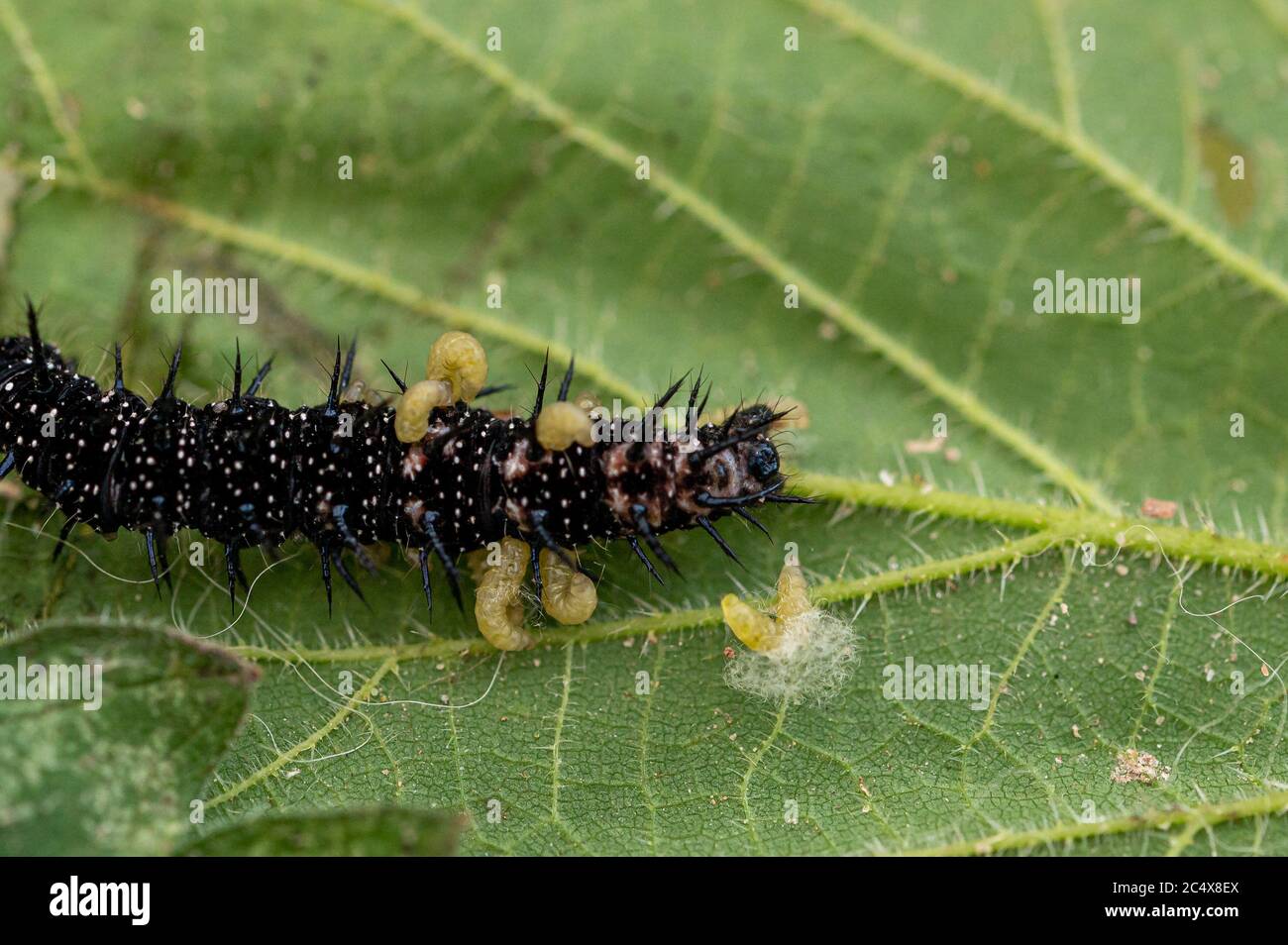 Parasitoid wasp larvae emerging from a live peacock butterfly ...