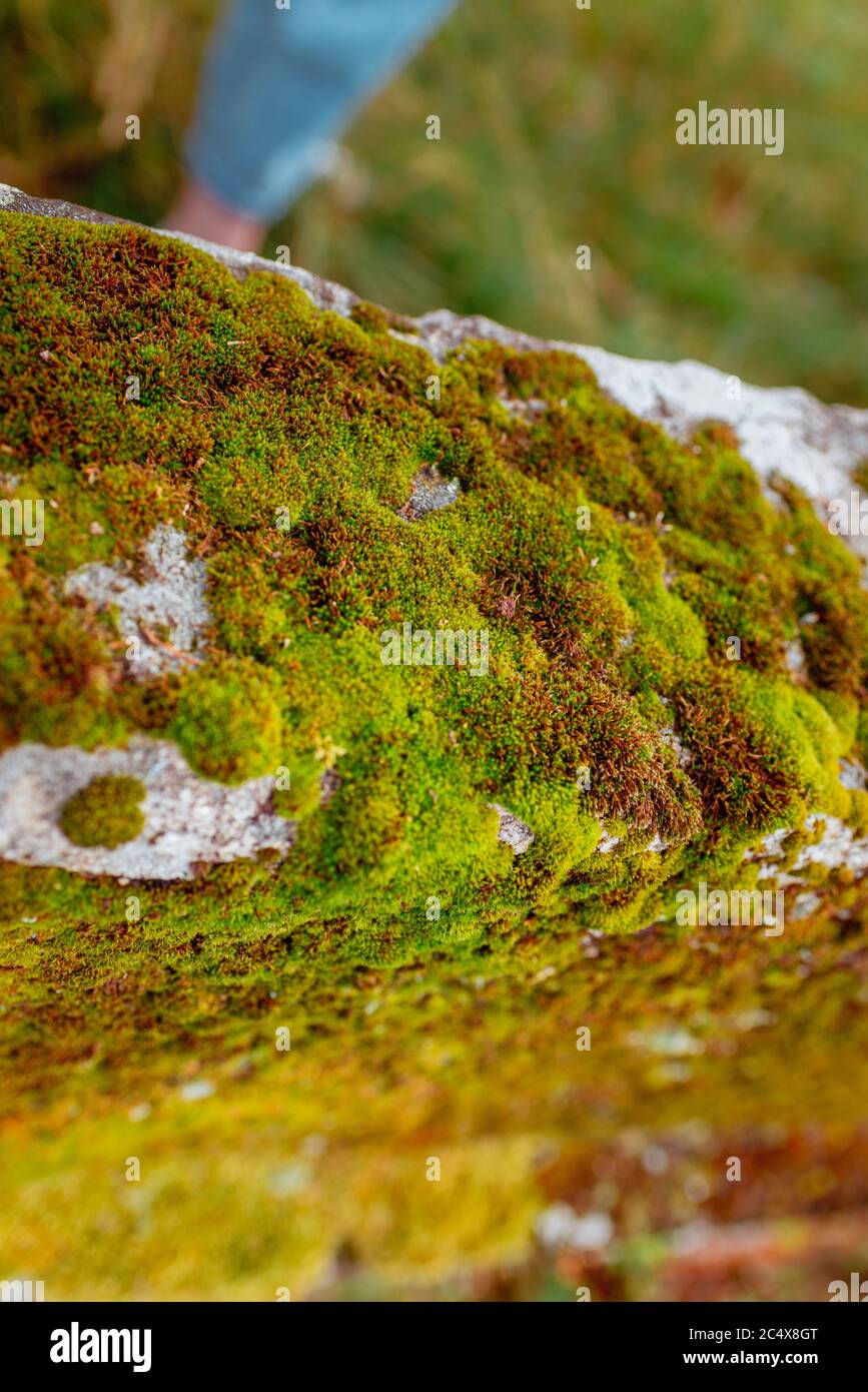 Patches of moss on an abandoned wall Stock Photo - Alamy