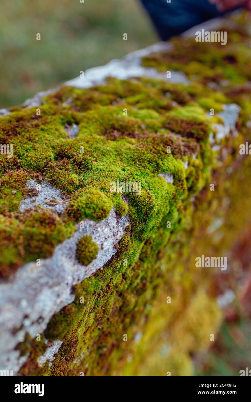 Patches of moss on an abandoned wall Stock Photo - Alamy